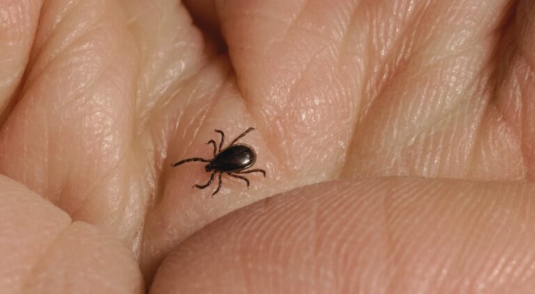 What To Do If Your Child Gets a Tick Bite: A Parent's Quick Guide